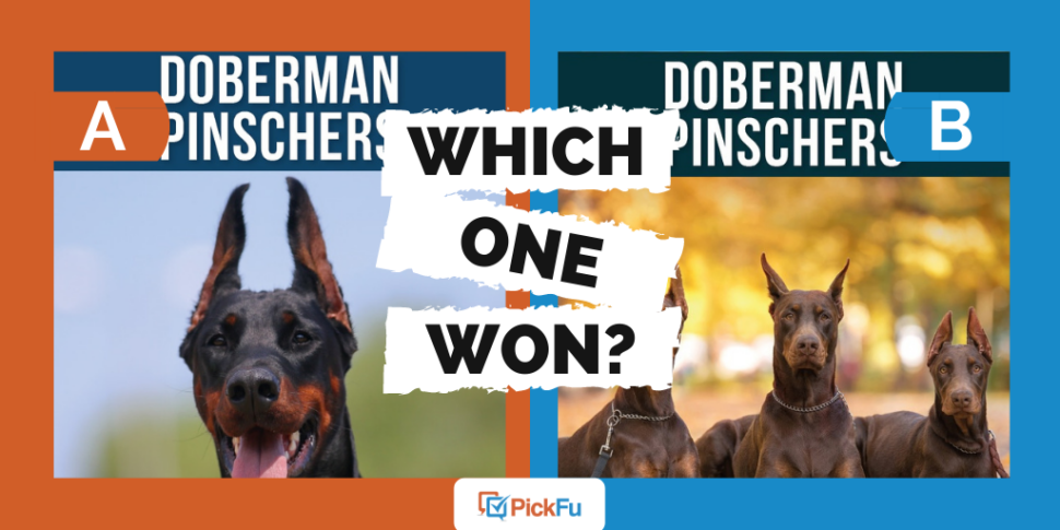 Good dog! The best cover for a guide to Dobermans - The PickFu blog